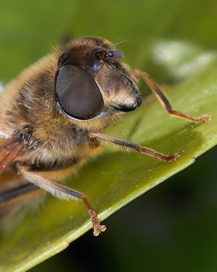 8,848 Great Macro Detail Stock Photos - Free & Royalty-Free Stock ...