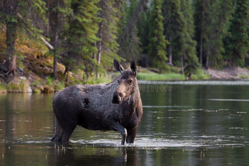 Front Facing Moose in the Lake Stock Image - Image of mammal, weed ...
