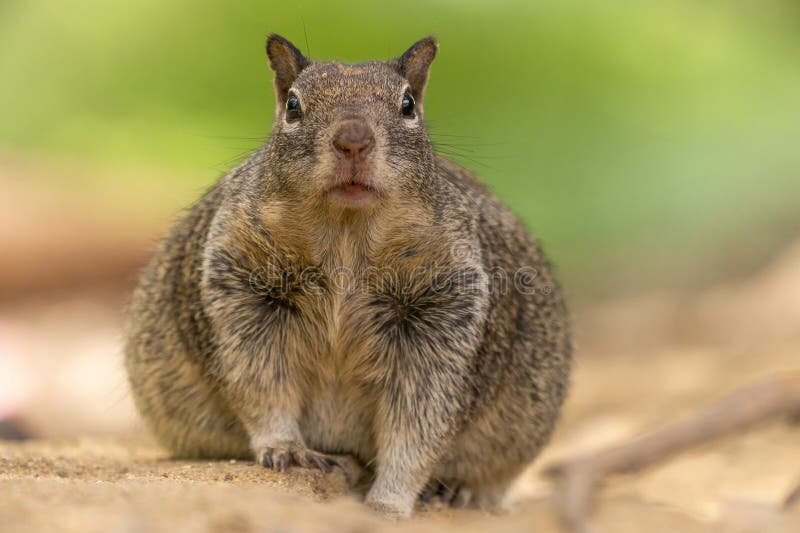 1,573 Fat Squirrel Photos - Free & Royalty-Free Stock Photos from ...
