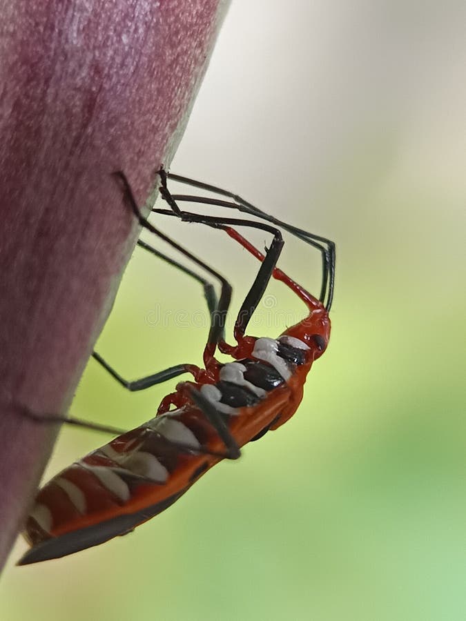 Front-facing Red Cotton Bug Staring Forward, Highlighting Facial ...