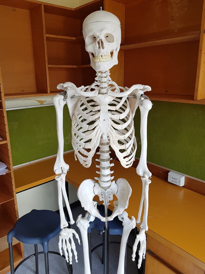 Front Skeleton Stock Photos - Download 2,801 Royalty Free Photos