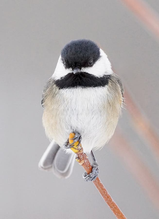Tiny Chickadee Perched High on a Branch in Winter Stock Photo - Image ...