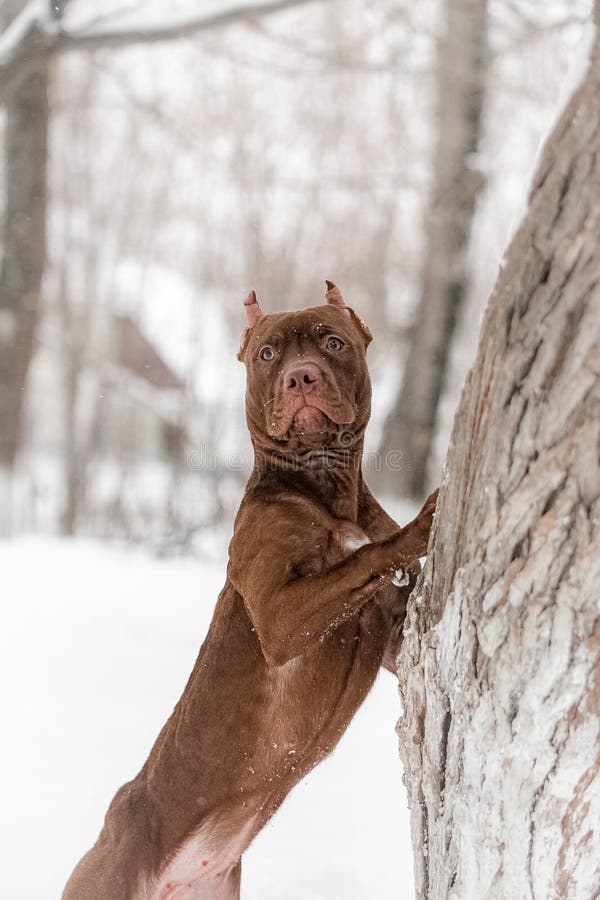 186 Power Stance Working Stock Photos - Free & Royalty-Free Stock ...