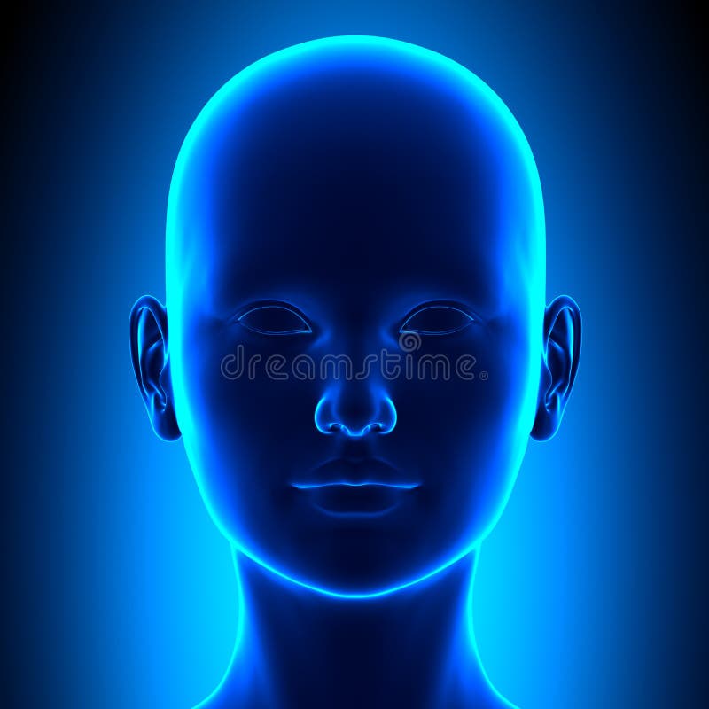 1+ Neck anatomy blank Free Stock Photos - StockFreeImages