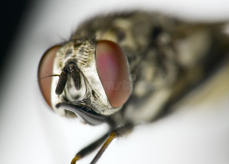 Front of fly stock image. Image of detail, look, macro - 29066221