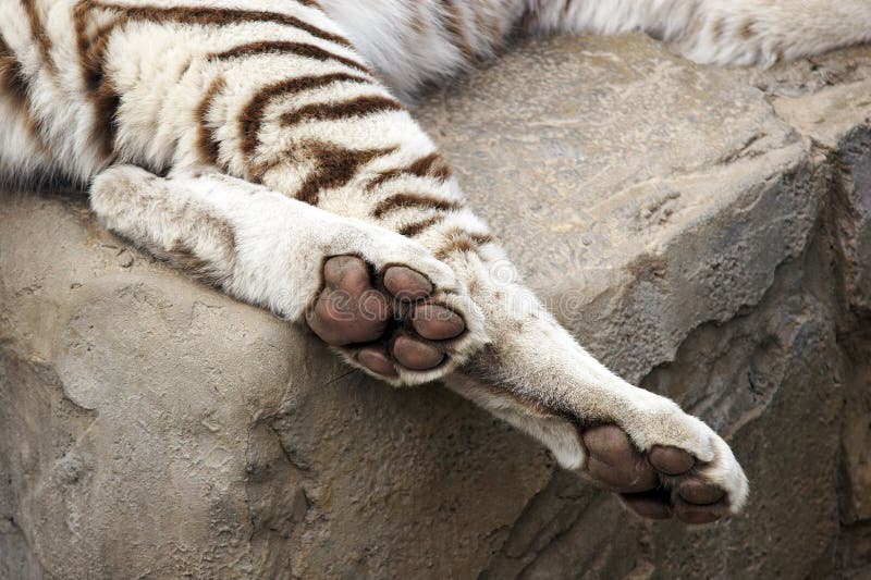Front foot stock photo. Image of macro, detail, furry - 3011256
