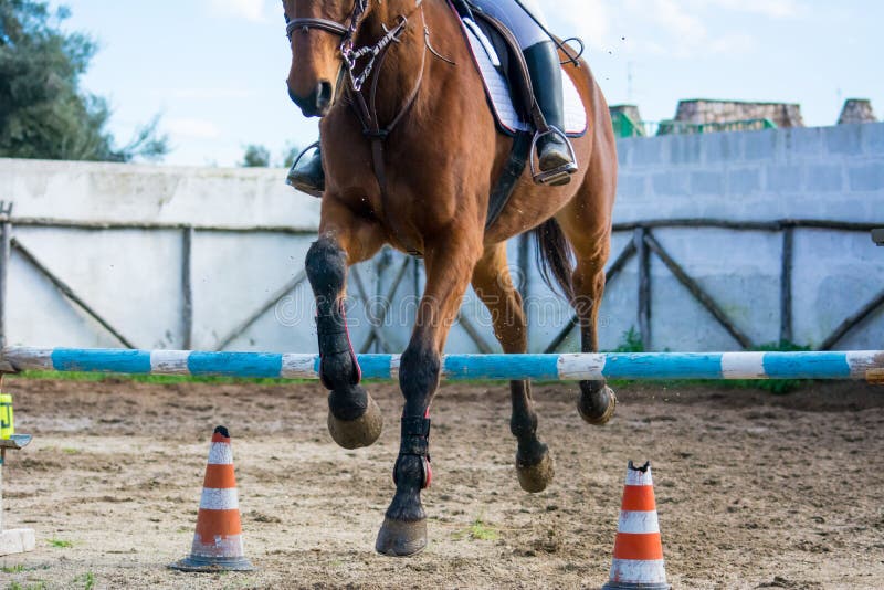 Front Horizontal View of a Brown Horse Jumping the Obstacle Stock Photo ...