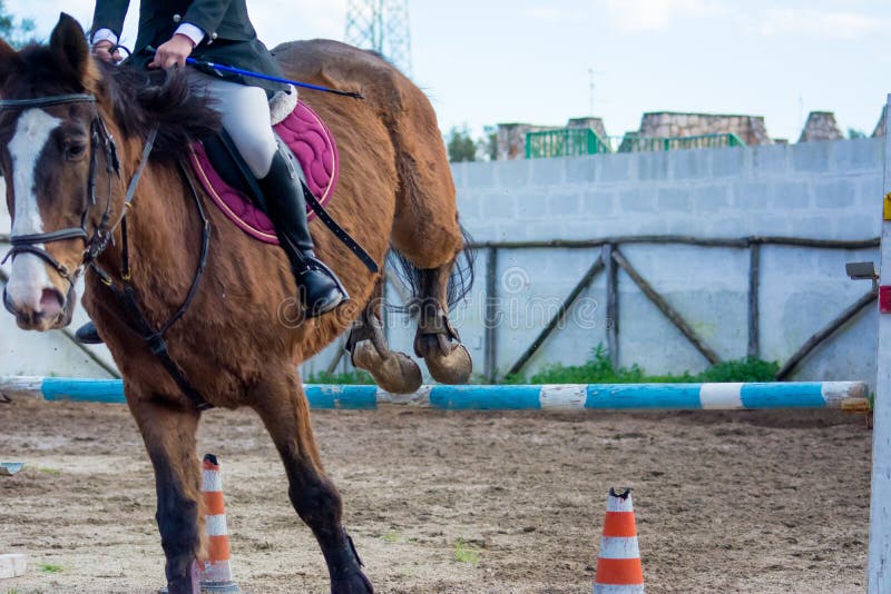 Front Horizontal View of a Brown Horse Jumping the Obstacle Stock Image ...