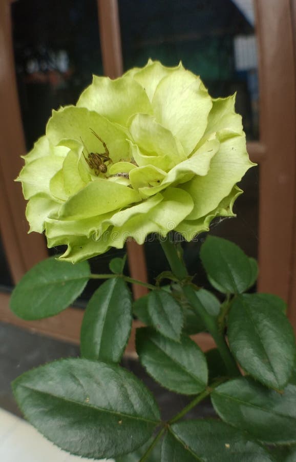 In Front of the House Grows a Light Green Rose that is Blooming, but it ...