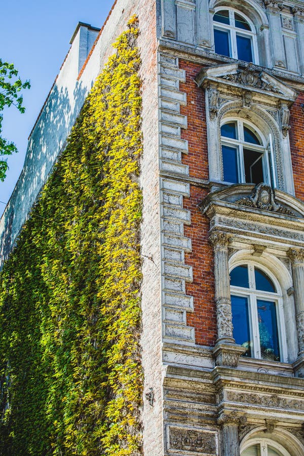 Front of House with Ivy Vines Stock Image - Image of nature, frame ...