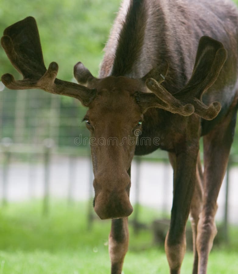 Front image of a moose stock photo. Image of vertical - 13570176