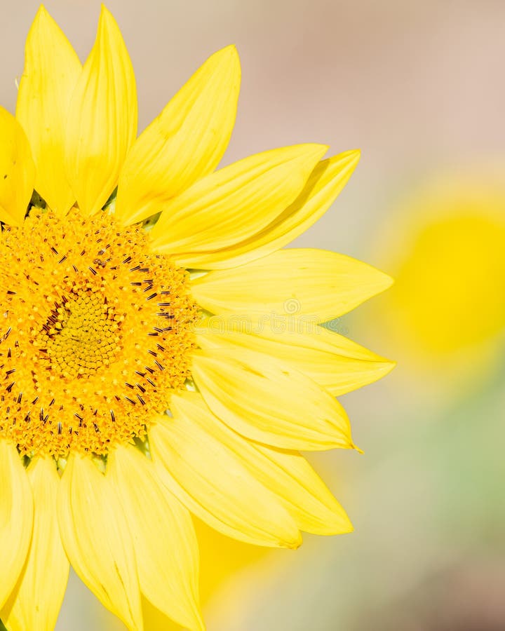Front Image of a Yellow Sunflower Detail with Blurred Background and ...