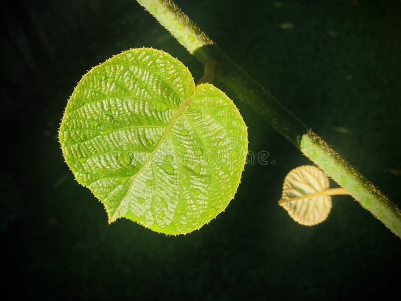 The Front of a Large Leaf and the Back of a Small Leaf.. Stock Photo ...