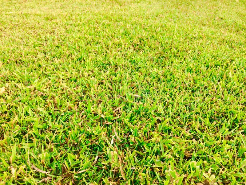 Lawn stock photo. Image of yellow, front, lawn, texture - 228881690