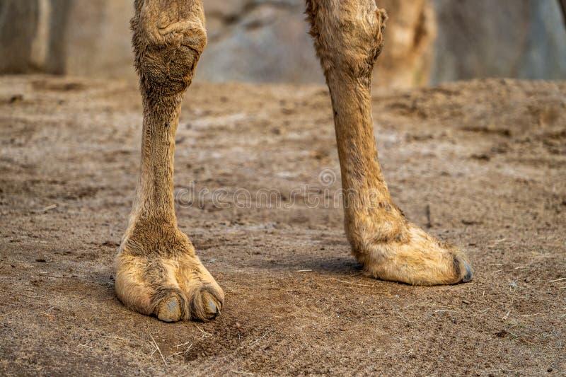 Front Legs of Camel stock image. Image of animal, nature - 373973577