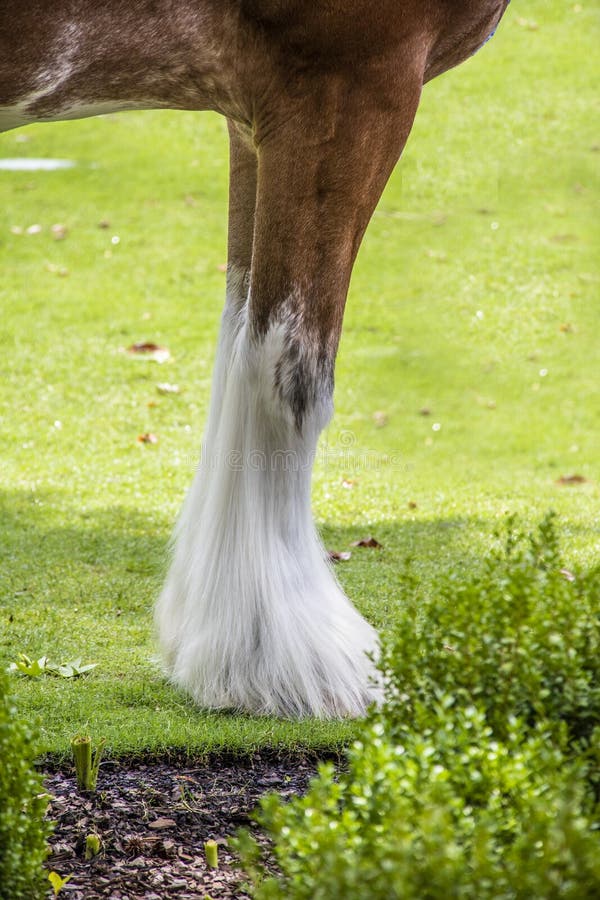 Feathered Hoofs Stock Photos - Free & Royalty-Free Stock Photos from ...