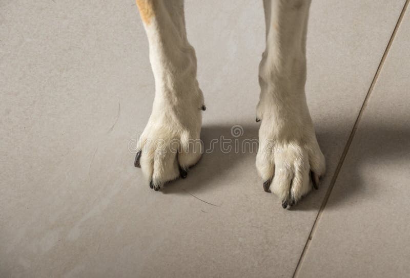 The Front Legs and Paws of a White Dog Stock Photo - Image of tiled ...
