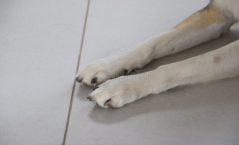 The Front Legs and Paws of a White Dog Stock Photo - Image of indoors ...