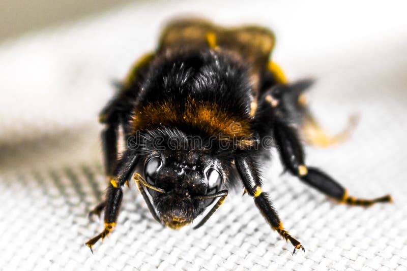 Front Macro View of a Bee, Looking at the Camera Stock Photo - Image of ...