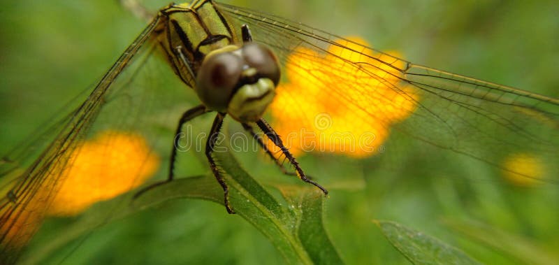 Grasshopper stock image. Image of frontview, macro, colourful - 162114405