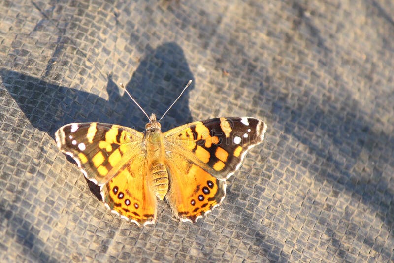 Front Monarch Butterfly stock photo. Image of monarch - 35878988