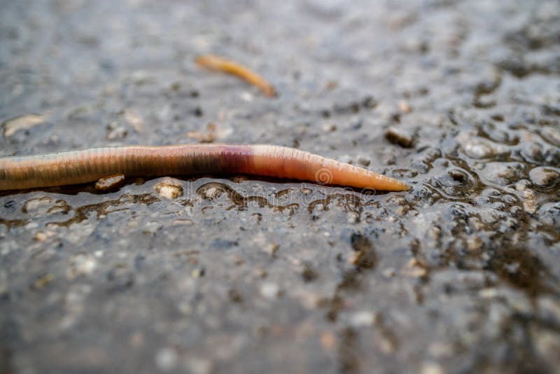 Earthworm after the rain stock image. Image of nature - 218790051