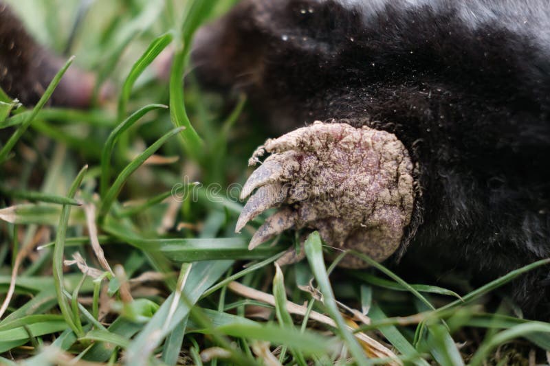 Animal Claws Standing Strong Stock Photo - Image of ancient, floral ...