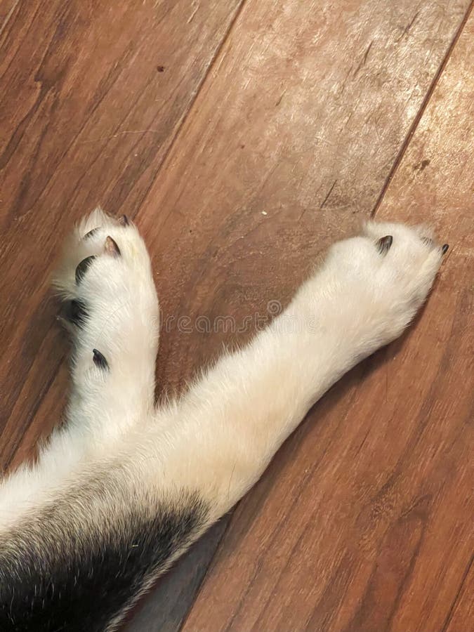 The Front Paws of a Puppy Dog Stock Photo - Image of laminate, front ...