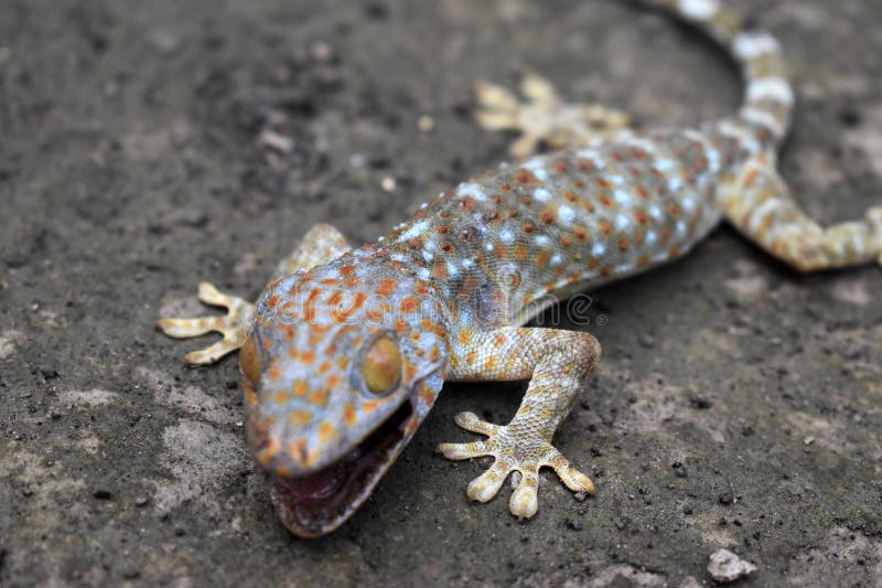 A Front Perspective Shot of a Gecko on the Ground Stock Photo - Image ...