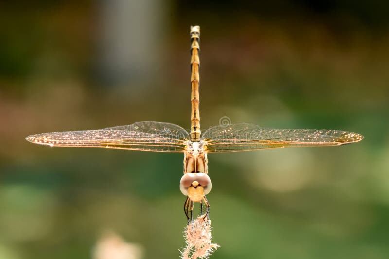 Front Photo of a Dragonfly Looking Straight To Camera with a T Shape ...