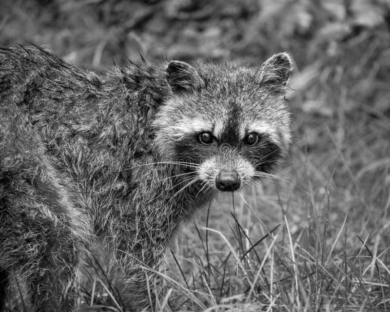 Front Portrait Blanco Y Negro De Un Mapache Mojado Y Triste Foto de ...