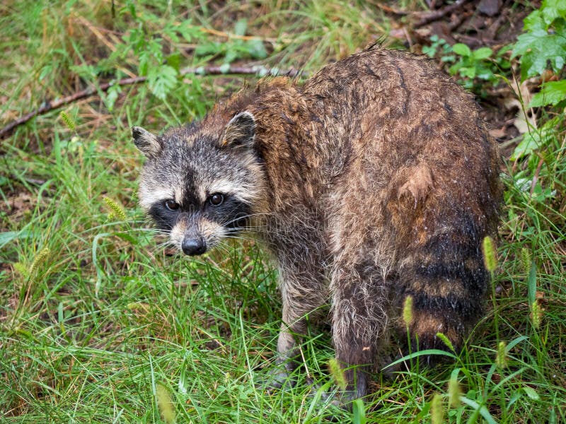 Front Portrait De Un Mapache Mojado Y Triste Imagen de archivo - Imagen ...