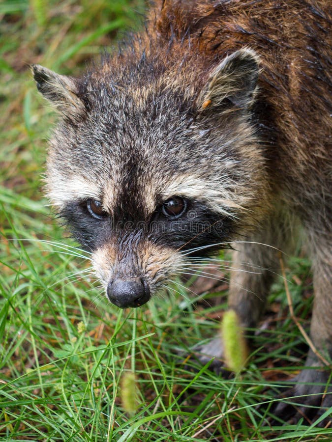 Front Portrait De Un Mapache Mojado Y Triste Imagen de archivo - Imagen ...