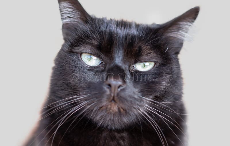 Front Portrait of a Female Black Cat Stock Image - Image of friend ...
