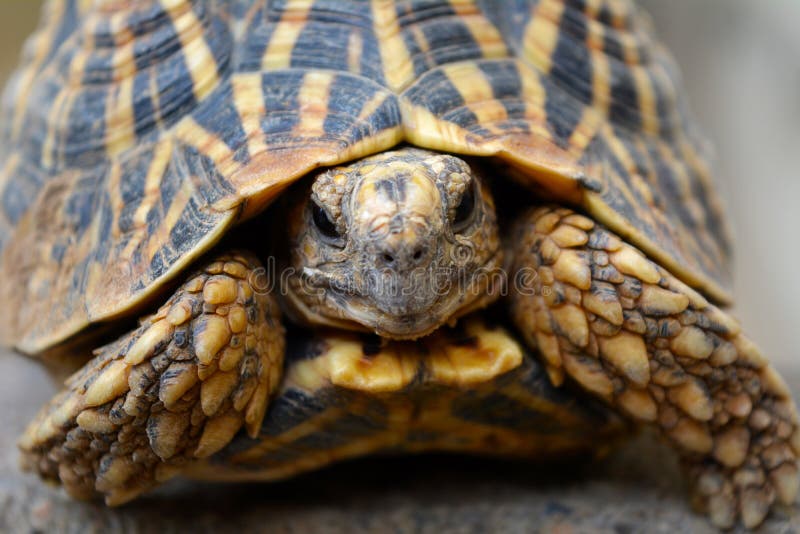 Front Profile Close Up of Star Tortoise Stock Image - Image of scale ...