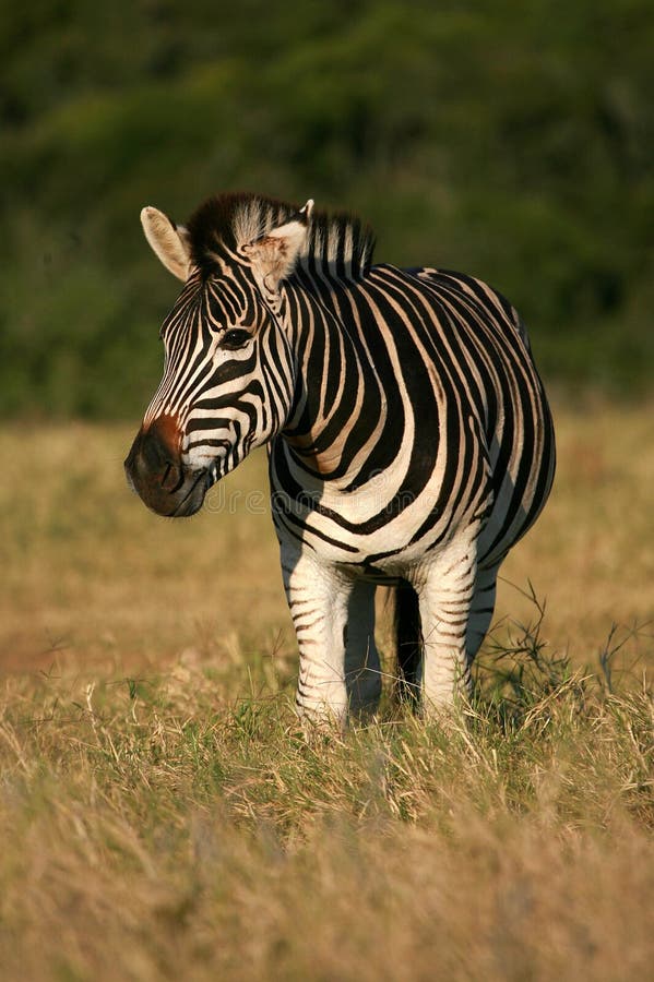 Zebra Head Portrait Alert stock photo. Image of head - 25845444