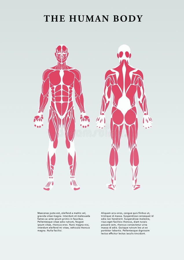 Front and Rear View of Human Body Stock Illustration - Illustration of ...