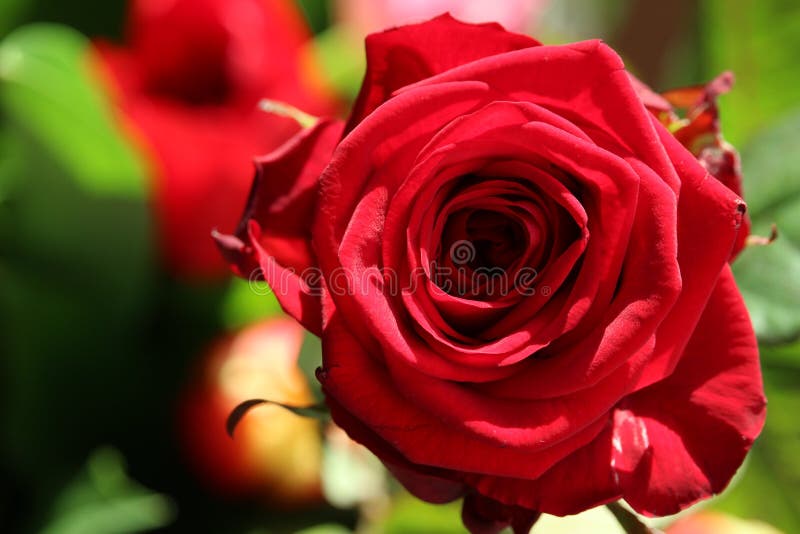 Red Rose with Bright Sunlight Stock Image - Image of diferent ...