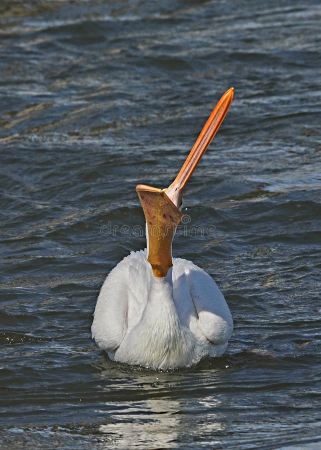 A Front-row View of the American White Pelican (Pelecanus ...