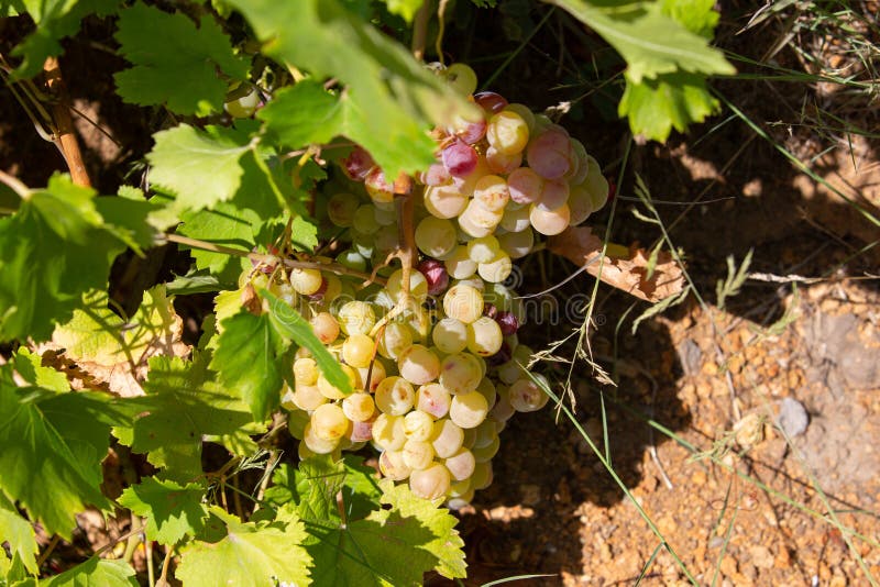 A Front Selective Focus Picture of Grape Fruit in Organic Agriculture ...