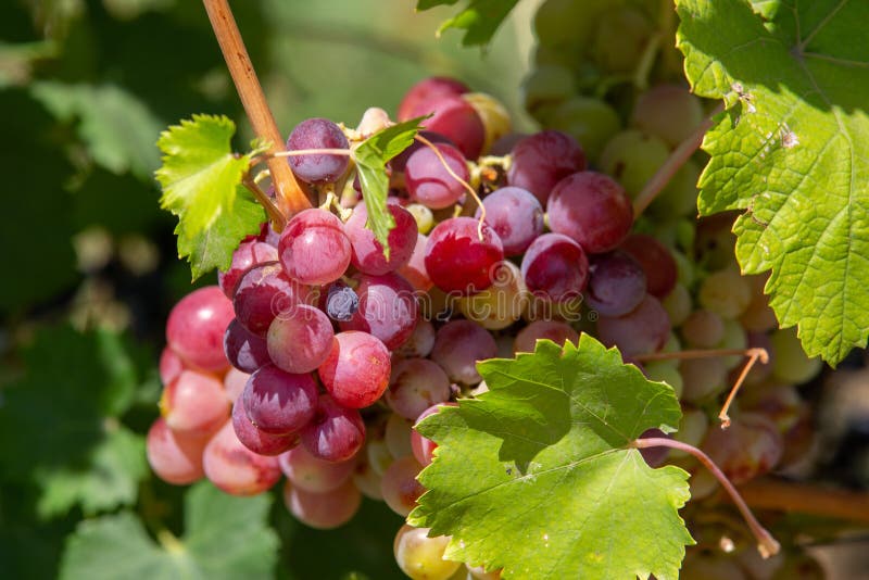 A Front Selective Focus Picture of Grape Fruit in Organic Agriculture ...