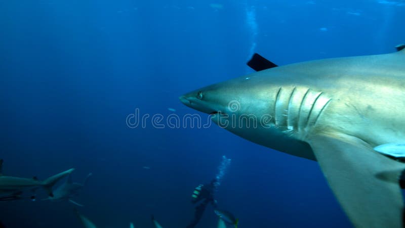 Front of shark stock photo. Image of front, ocean, gill - 70815594