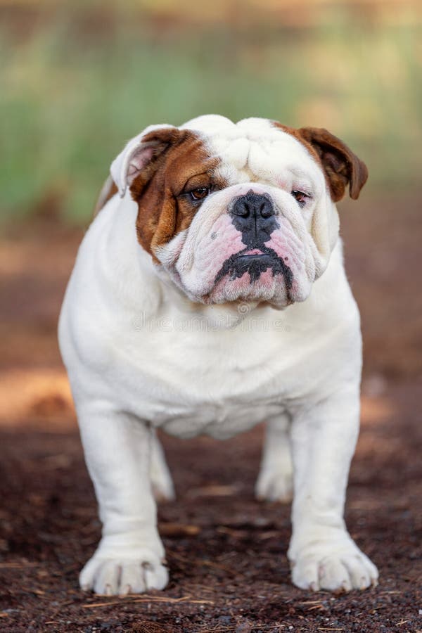 Front Shot of a Bulldog Posing for a Portrait Stock Photo - Image of ...
