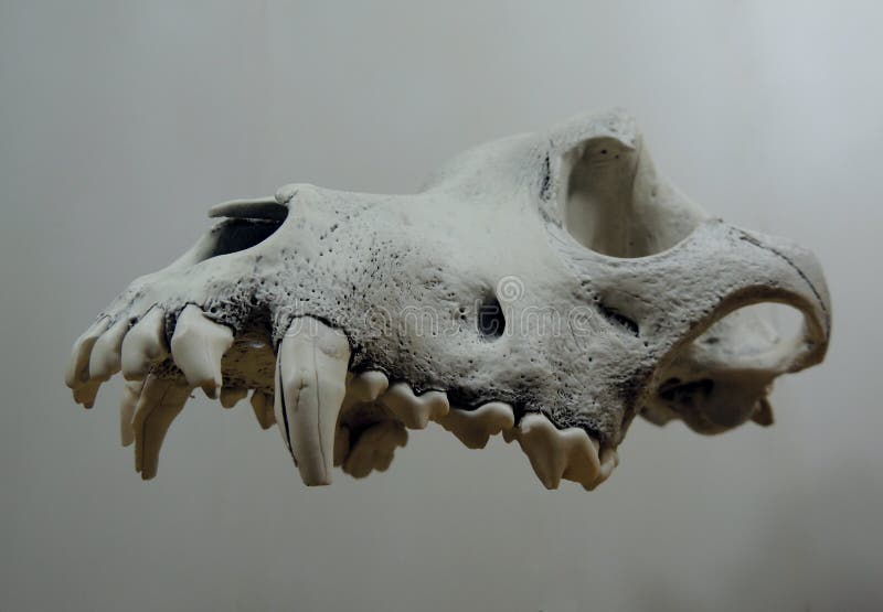 Front Shot of Floating Wolf Skull Side View of a Wolf Skull Isolated on ...