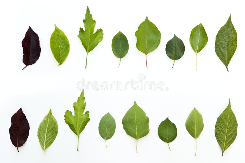 Front Side and Back Side of Different Leaves on White Background. Stock ...
