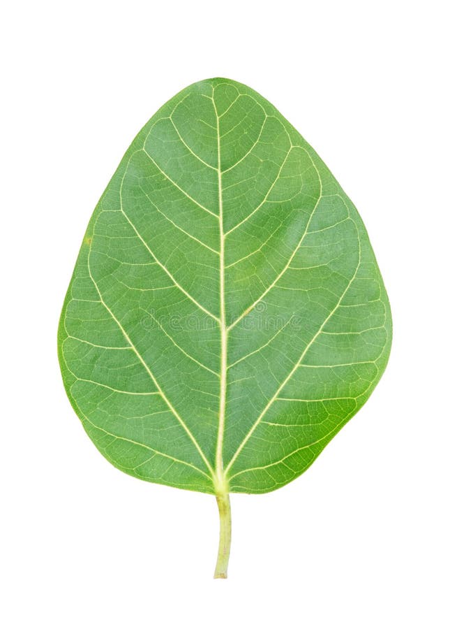 Front Side of Banyan Tree Leaf Isolated on White Background Stock Image ...