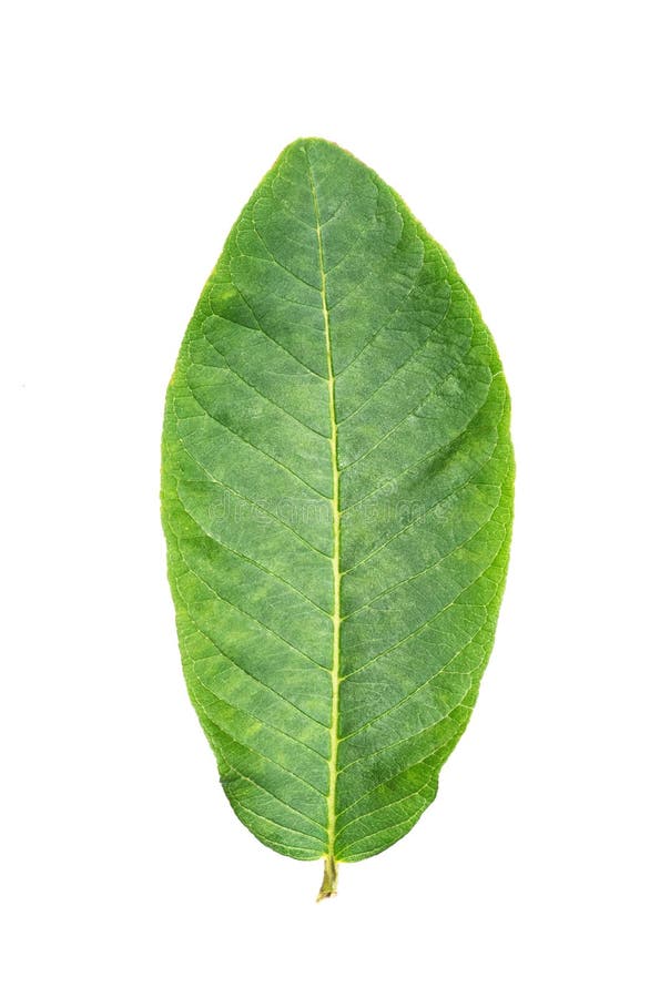 Front Side of Common Guava, Psidium Guajava Tree Leaf Isolated on White ...