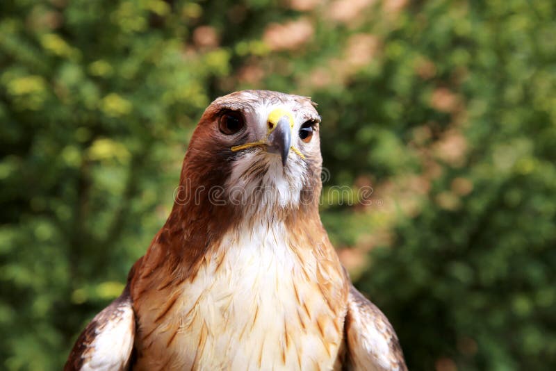 Front Side Head Shot of a Red-tailed Hawk Stock Photo - Image of ...