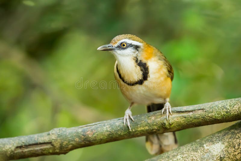 Front Side of Lesser Necklaced Laughingthrush Stock Photo - Image of ...
