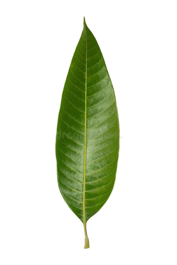 Front Side of Mango Tree Leaf Isolated on White Background Stock Image ...